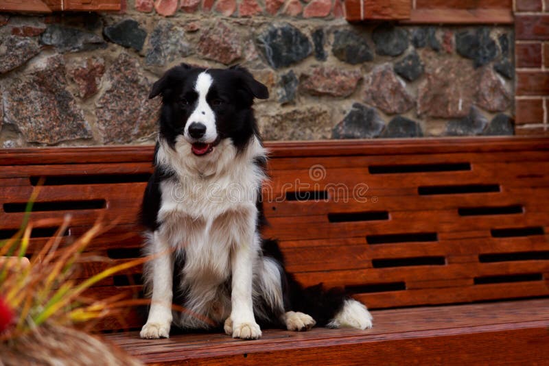Dog breed Border Collie stock image. Image of rock, doggy - 133371591