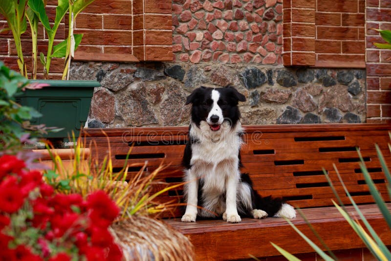 Dog breed Border Collie stock image. Image of garden - 135039721