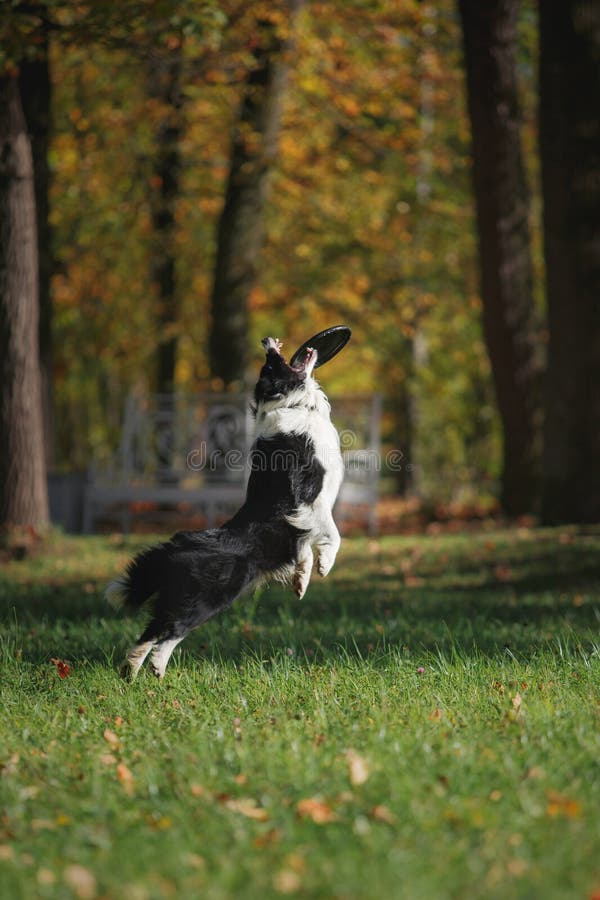 Dog breed Border Collie stock image. Image of collies - 60411029