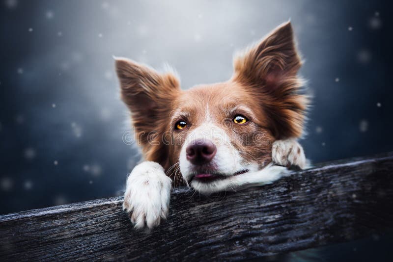 Dog Breed Border Collie with Yellow Eyes Stock Photo - Image of ...