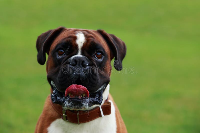 Dog breed Boxer stock photo. Image of play, park, mammal - 98058012