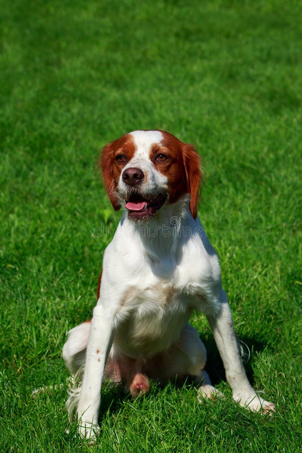 The Dog Breed Breton Spaniel Stock Photo - Image of fluffy, happy ...