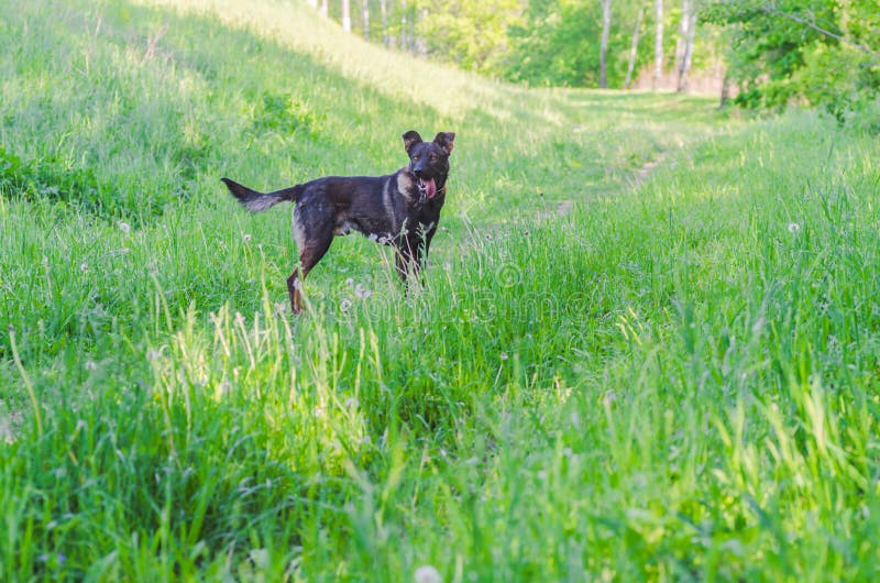 A Dog without Breed with Brown Wool Walks through the Meadow Stock ...