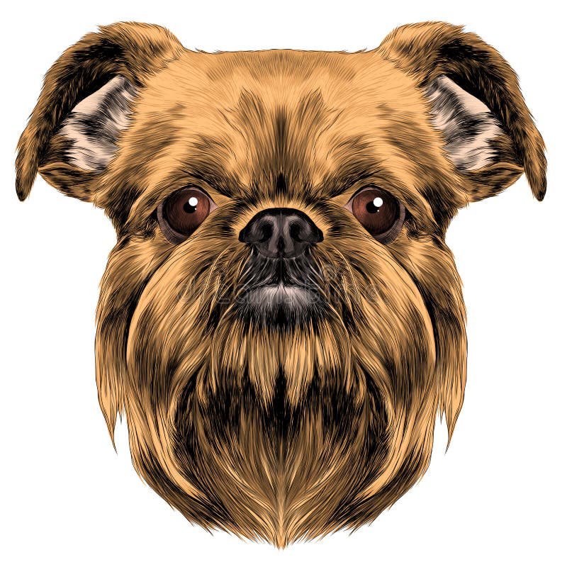 Brussels Griffon Dog Breed Cartoon Retro Drawing Stock Illustration ...