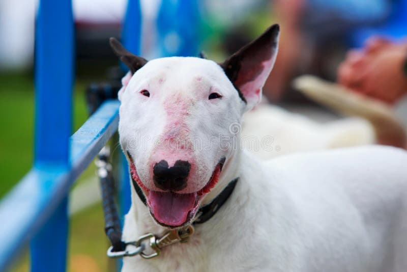 Dog Breed Bull Terrier Close-up Stock Photo - Image of park, portrait ...