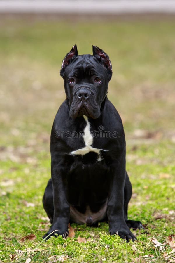 Dog Breed Cane Corso Italiano Stock Image - Image of puppy, portrait ...