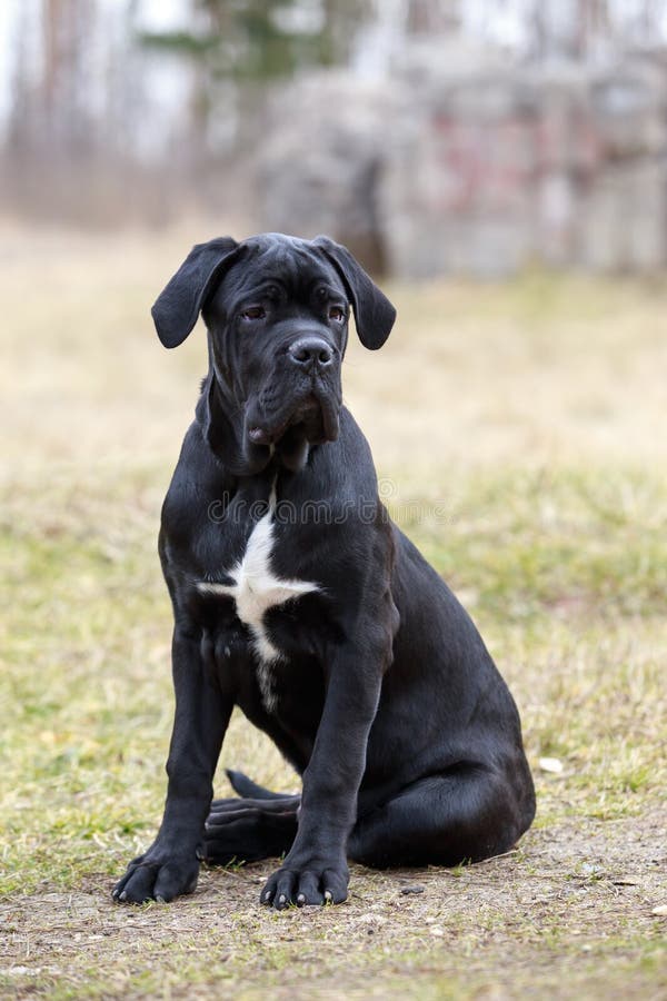Dog Breed Cane Corso Italiano Stock Image - Image of puppy, portrait ...
