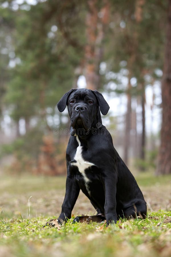 Dog Breed Cane Corso Italiano Stock Image - Image of puppy, portrait ...