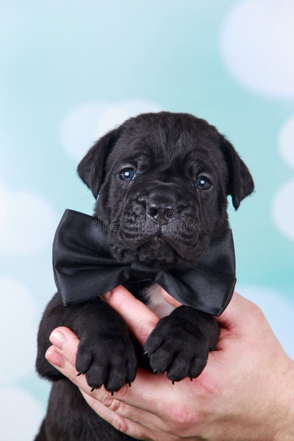 Dog Breed Cane Corso Italiano Stock Image - Image of mammal, cane ...