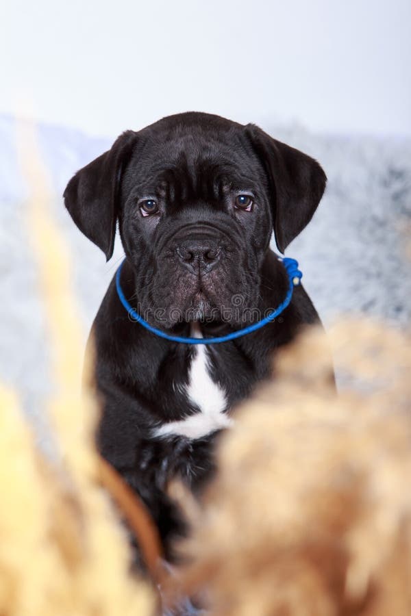 Dog Breed Cane Corso Italiano Stock Image - Image of italiano, collar ...