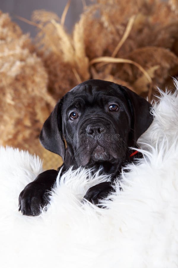 Dog Breed Cane Corso Italiano Stock Image - Image of pretty, adorable ...