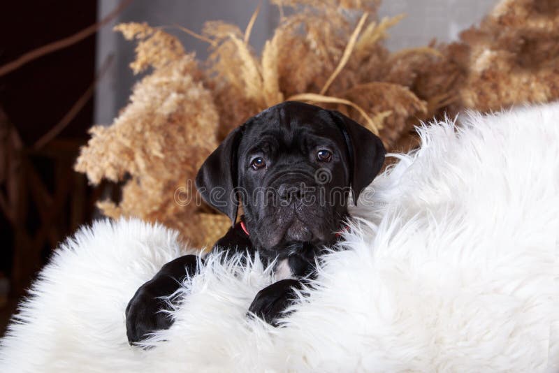 Dog Breed Cane Corso Italiano Stock Photo - Image of closeup, black ...