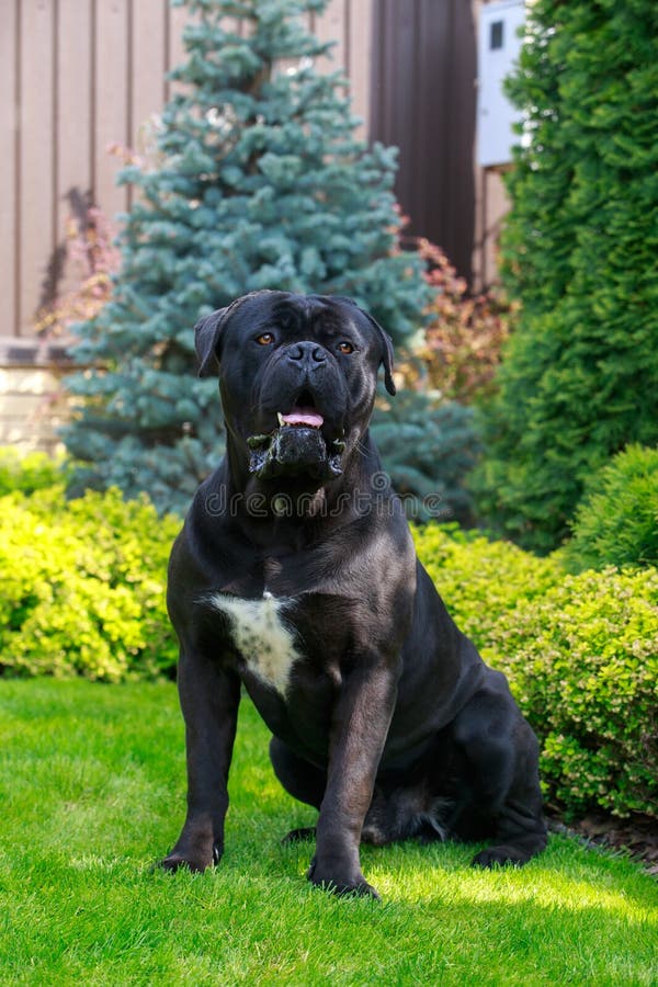 Dog Breed Cane Corso Italiano Stock Photo - Image of outdoor, young ...