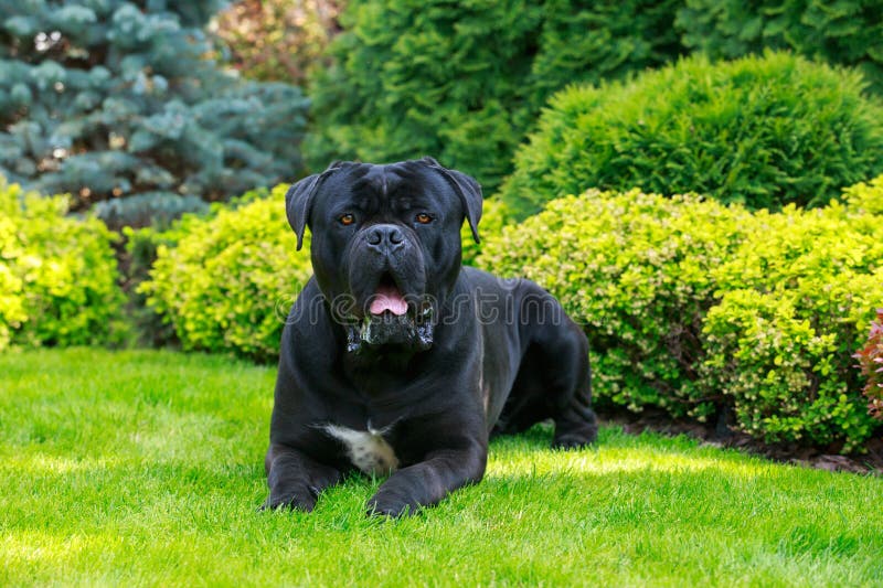 Dog Breed Cane Corso Italiano Stock Image - Image of park, breed: 278913363