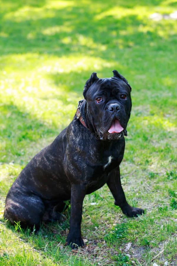 Dog Breed Cane Corso Italiano Stock Image - Image of black, mobile ...