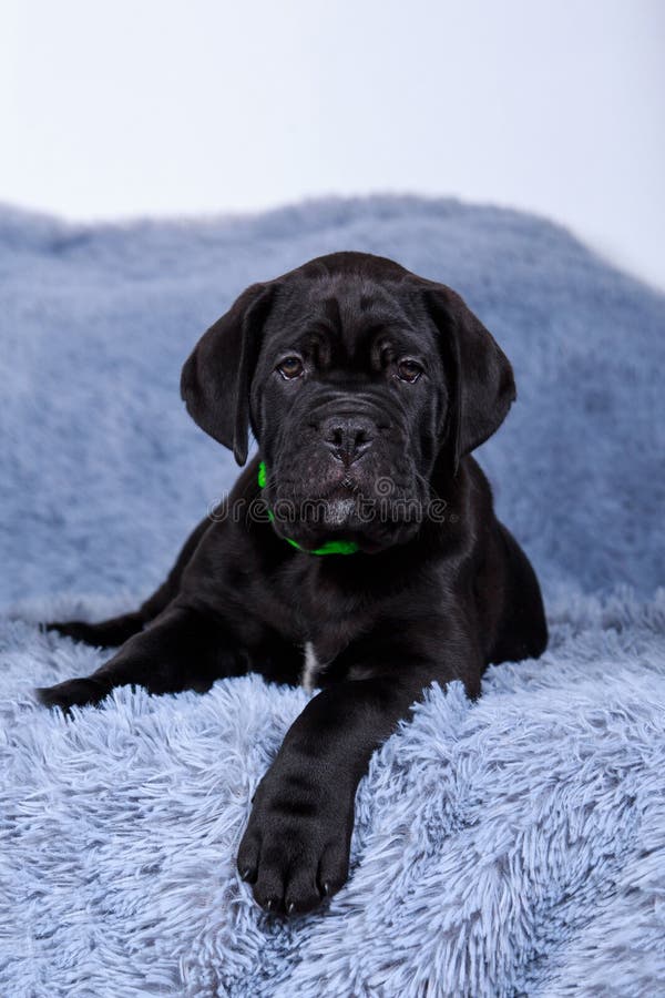 Dog Breed Cane Corso Italiano Stock Photo - Image of pedigree, adult ...