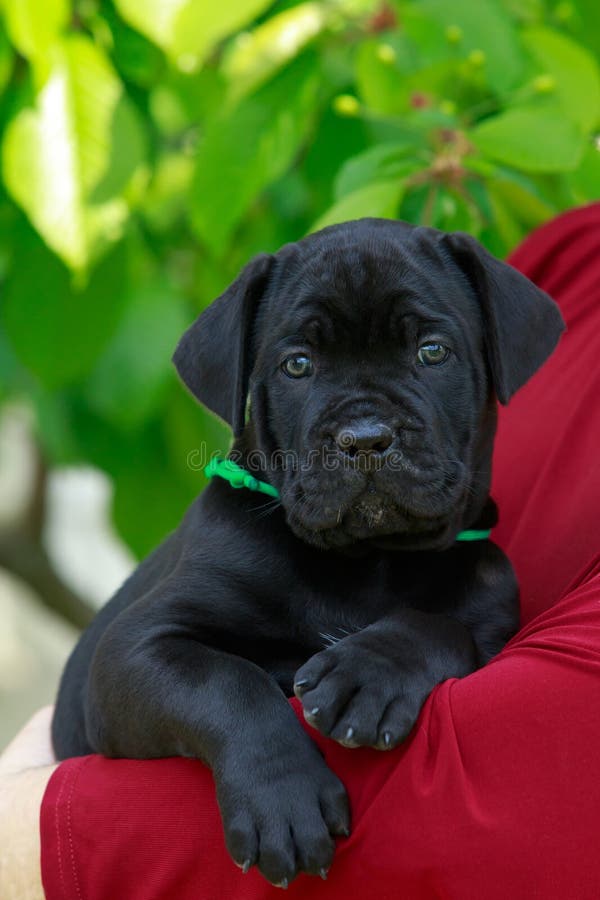 Dog Breed Cane Corso Italiano Stock Photo - Image of portrait, nature ...