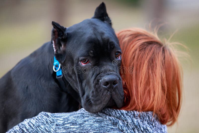Dog Breed Cane Corso Italiano Stock Image - Image of puppy, portrait ...