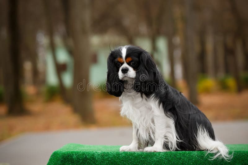 The Dog Breed Cavalier King Charles Spaniel Brown and White Stock Photo ...