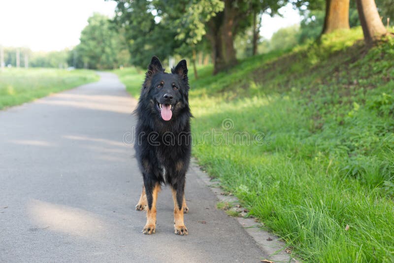 Dog Breed Chodsky Dog, Bohemian Shepherd Stock Photo - Image of studio ...