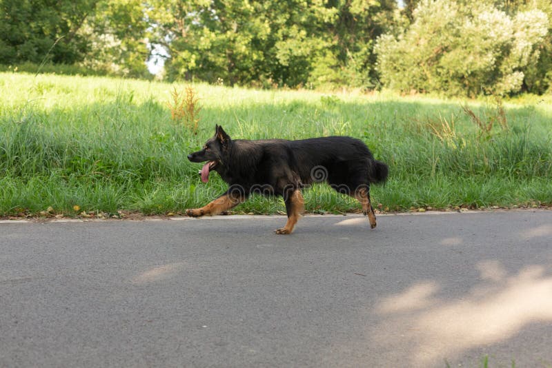 Dog Breed Chodsky Dog, Running, Side View Stock Image - Image of brown ...