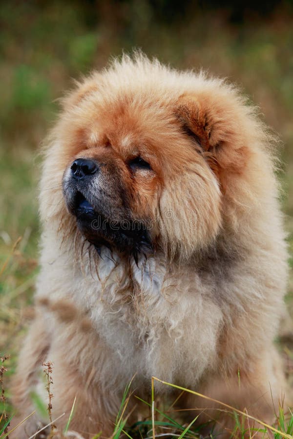 Dog breed chow chow stock image. Image of dogs, animals - 97051999
