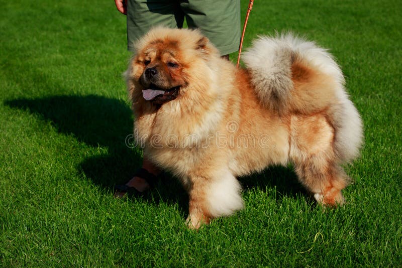 Dog breed chow chow stock photo. Image of summer, canine - 127474930