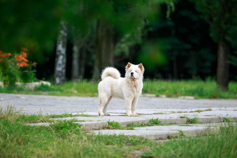 Dog breed chow chow stock image. Image of field, face - 196388281