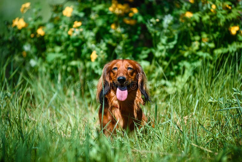 Dog Breed Dachshund in the Forest in a Sunny Clearing. Stock Image ...