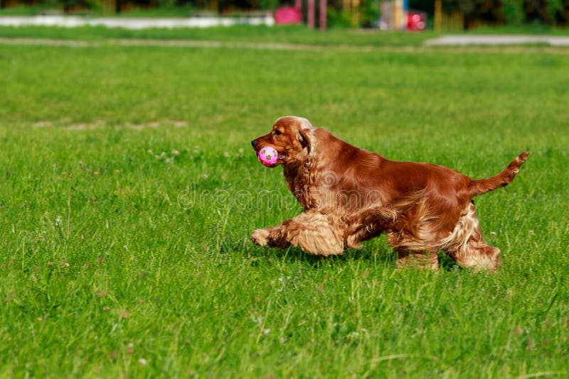 Dog Breed English Cocker Spaniel Stock Image - Image of grass, outside ...