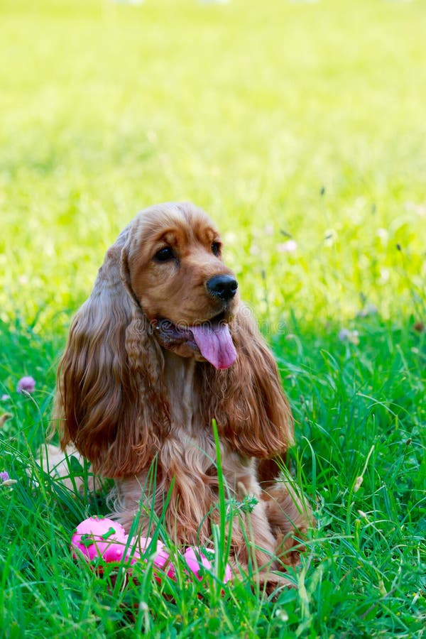 Dog Breed English Cocker Spaniel Stock Image - Image of beige, brown ...