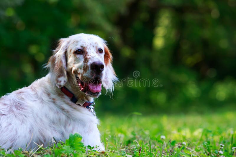Dog breed English Setter stock image. Image of hunt - 152639763