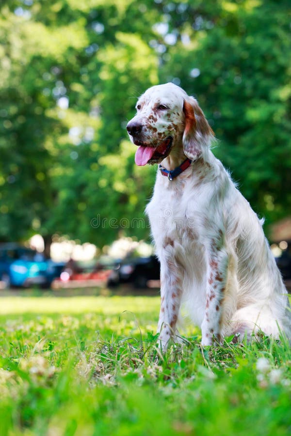 Dog breed English Setter stock image. Image of english - 152639849