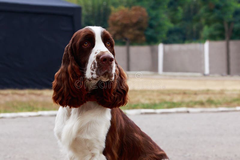 Dog Breed English Springer Spaniel Stock Image - Image of summer ...
