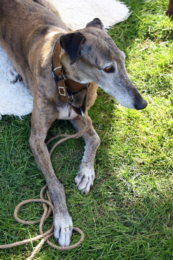 The Dog Breed Galgo Lying on the Lawn Stock Image - Image of collar ...