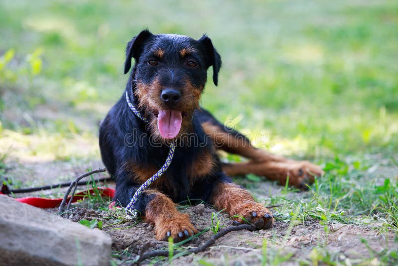 Dog Breed German Jagdterrier Stock Image - Image of little, glade ...