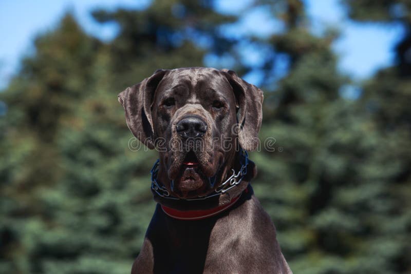 German mastiff stock image. Image of mastiff, deutscher - 13171099