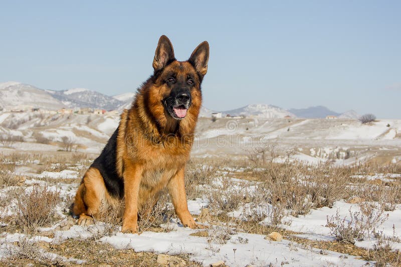 Dog Breed German Shepherd on the Background of Snow-capped Mountains ...