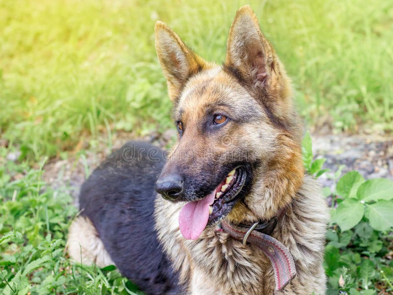 Dog Breed German Shepherd Dog Resting in Field _ Stock Photo - Image of ...