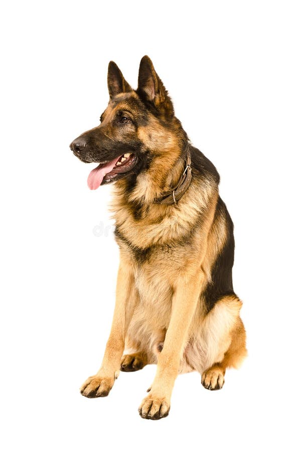 Dog Breed German Shepherd Sitting on the Grass Stock Photo - Image of ...