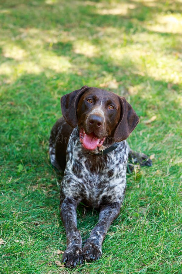 309 German Setter Stock Photos - Free & Royalty-Free Stock Photos from ...