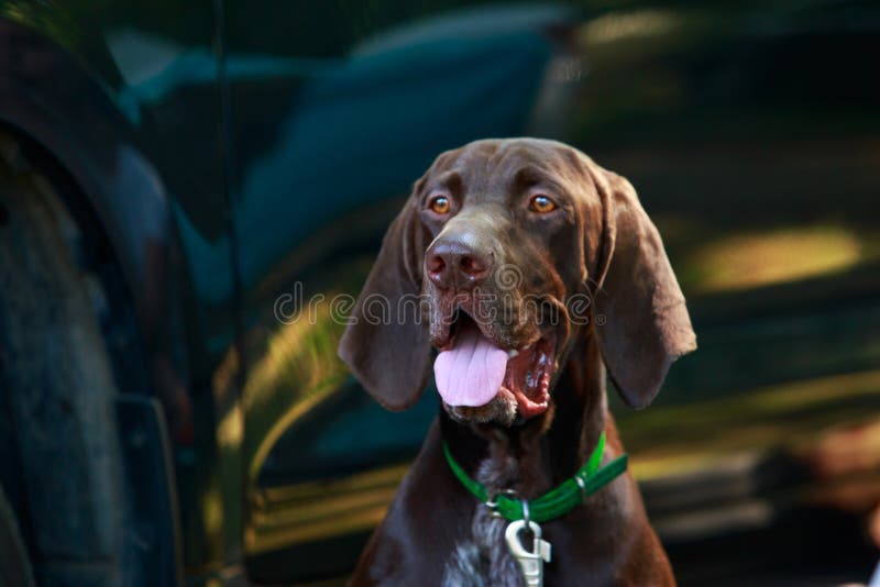 309 German Setter Stock Photos - Free & Royalty-Free Stock Photos from ...