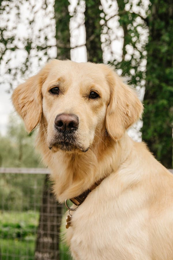 Dog Breed Golden Retriever Sits and Looks with a Serious Look Stock ... Dog Breed Golden Retriever Sits and Looks with a Serious Look Stock ...