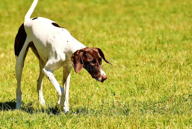 Dog Breed, Grass, Old Danish Pointer, Pointer Picture. Image: 100626265