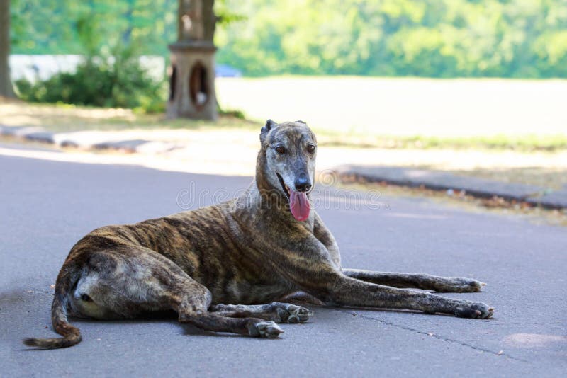 Greyhound Spotted Stock Photos - Free & Royalty-Free Stock Photos from ...
