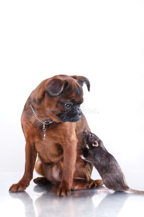Dog Breed Griffon Brabanson and Gray Rat Stock Photo - Image of ...
