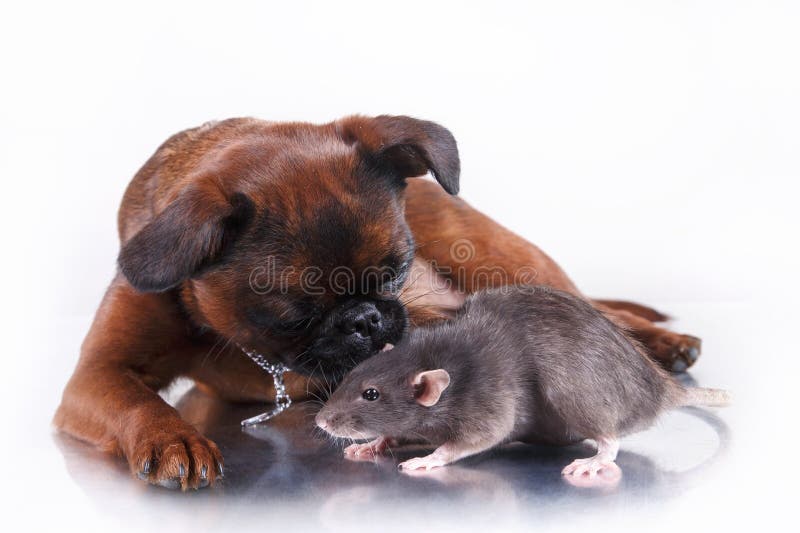 Dog Breed Griffon Brabanson and Gray Rat Stock Photo - Image of joyful ...