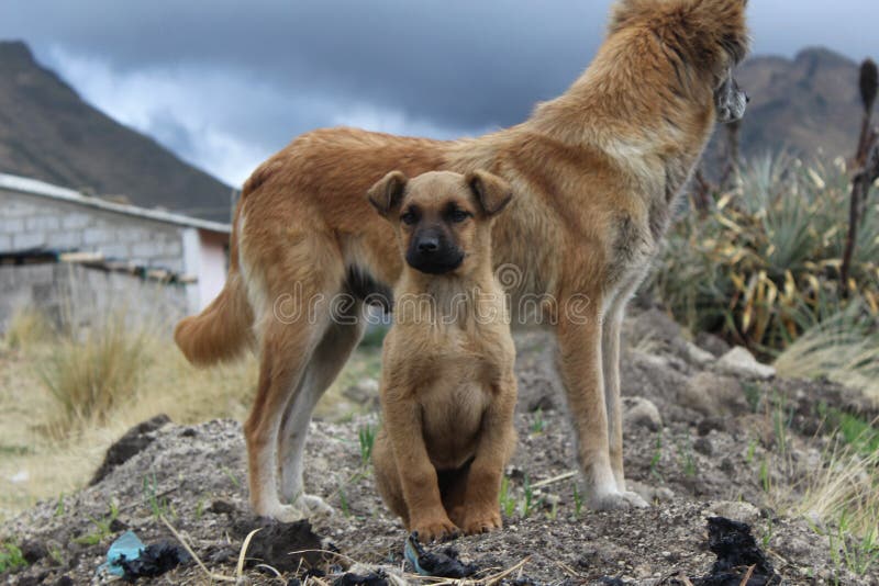 Dog Breed Group, Dog, Dog Breed, Street Dog Stock Image - Image of ...