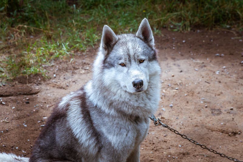 Dog Breed Husky Portrait Looking at the Camera Stock Photo - Image of ...