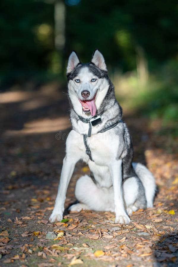 A dog breed Husky stock image. Image of animal, mammal - 231105153